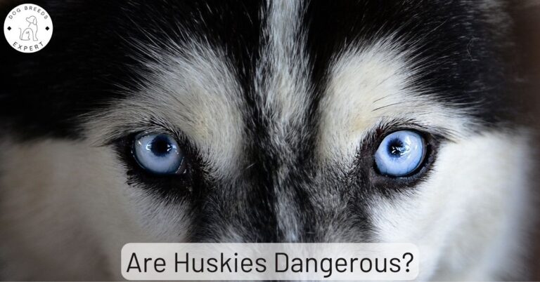 Are Huskies Dangerous? [The Honest Truth]