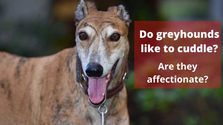 Do Greyhounds Like To Cuddle? [Are They Affectionate]