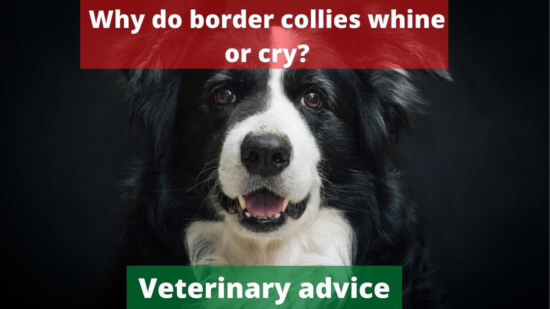 Why Do Border Collies Whine/Cry? [Vet Advice + 9 Reasons]