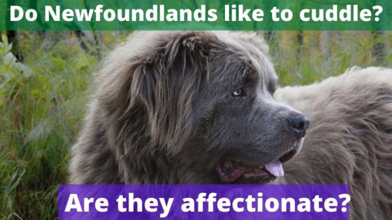 Do Newfoundlands Like To Cuddle? [Are They Affectionate]