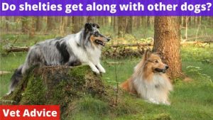 Do Shelties Get Along With Other Dogs? [Vet Advice]