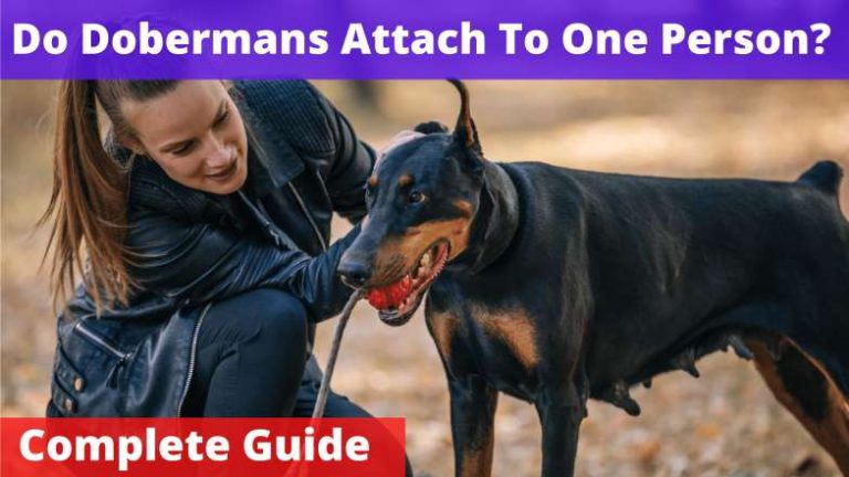Do Dobermans Attach To One Person? [Complete Guide]