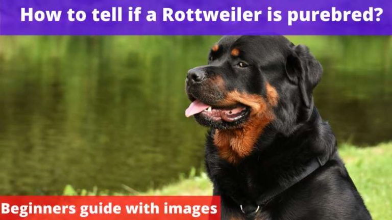 How To Tell If A Rottweiler Is Purebred [With Pictures]