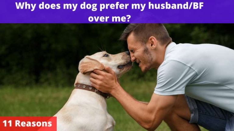 [11 Reasons] Why Does My Dog Prefer My Husband Over Me?