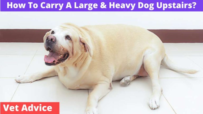 How To Carry A Large & Heavy Dog Upstairs [Vet Advice]