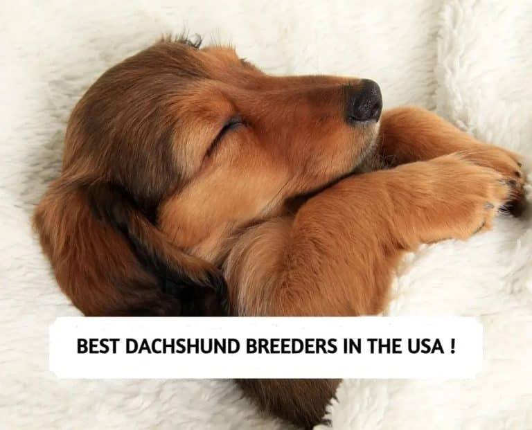 7 Best Labrador Retriever Breeders in the USA (2025)