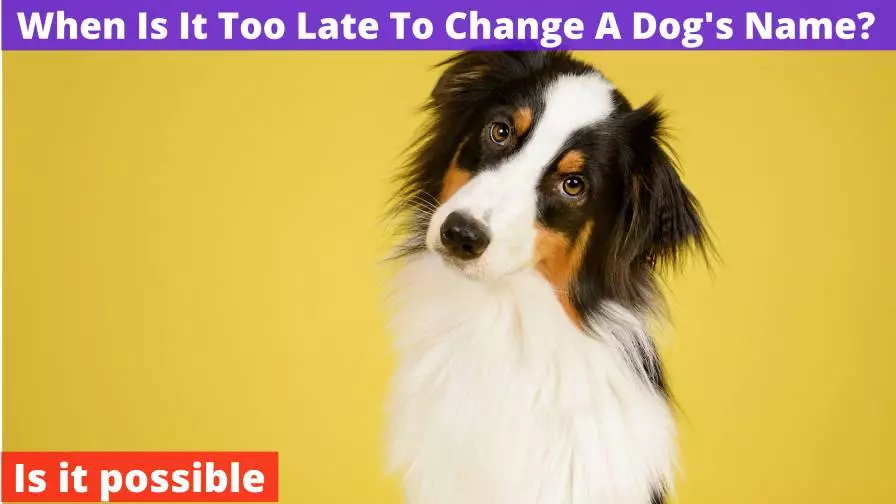 Is It Too Late To Change My Dog s Name Store Dakora co Is It Too Late To Change My Dog s Name Store Dakora co