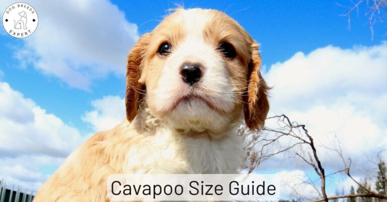 Cavapoo Size - How Big Do Full Grown Cavapoos Get?