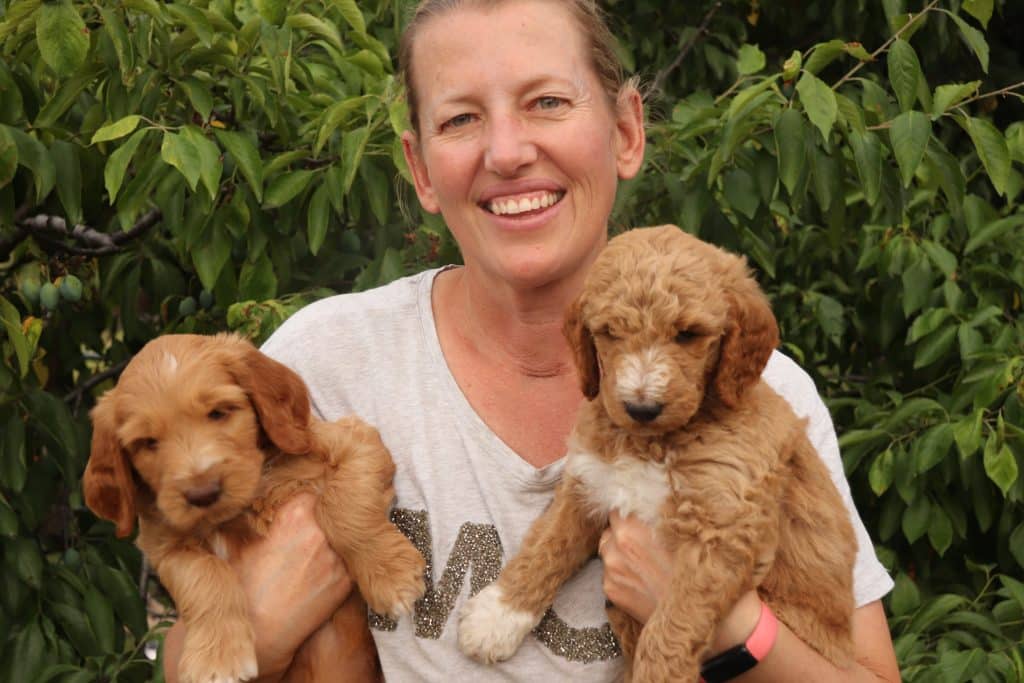 6 Best Goldendoodle Breeders in British Columbia (BC) (2025)