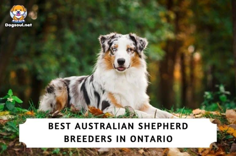 4 Best German Shepherd Breeders British Columbia (BC)! (2025)