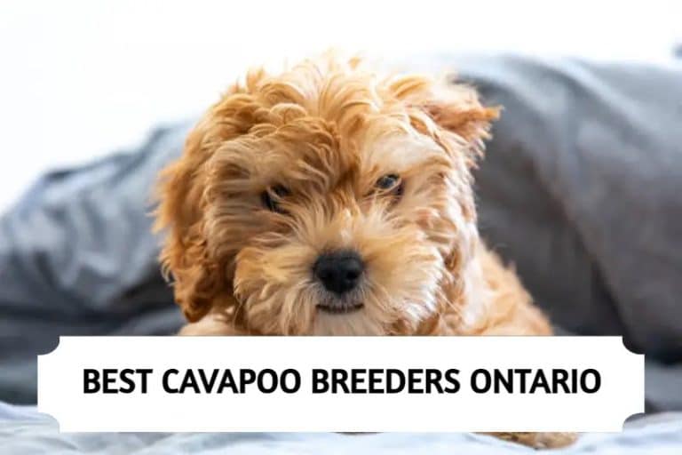 The 6 Best Cavapoo Breeders in Ontario (2025)