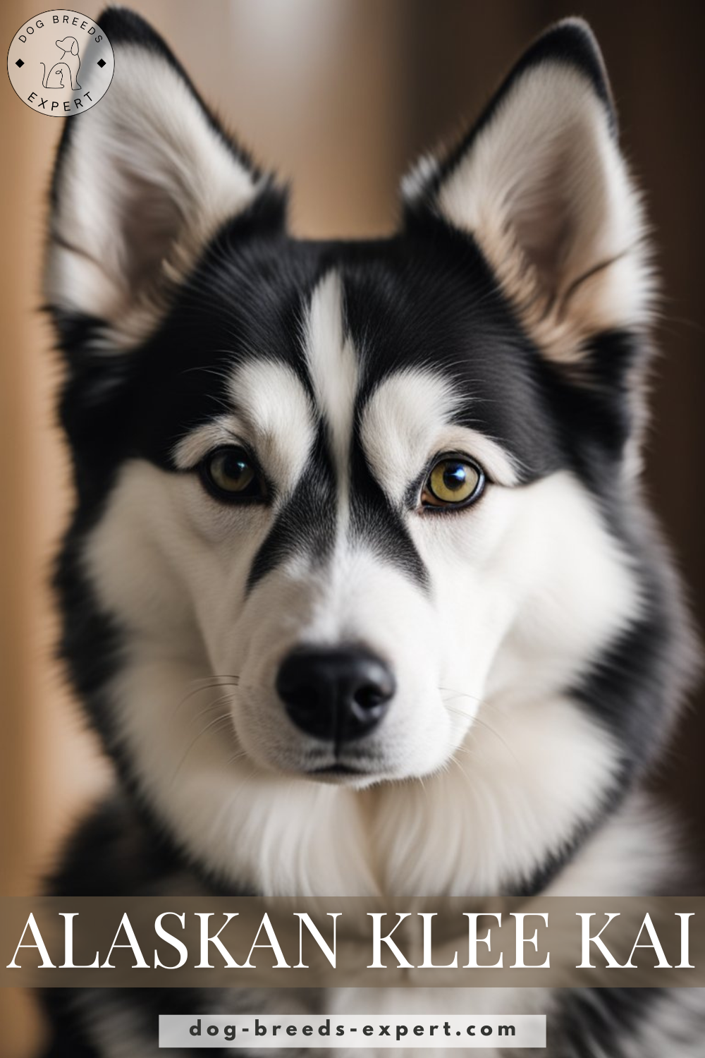 Miniature Dog Breeds - List of 76 Small Dogs That You'll Love