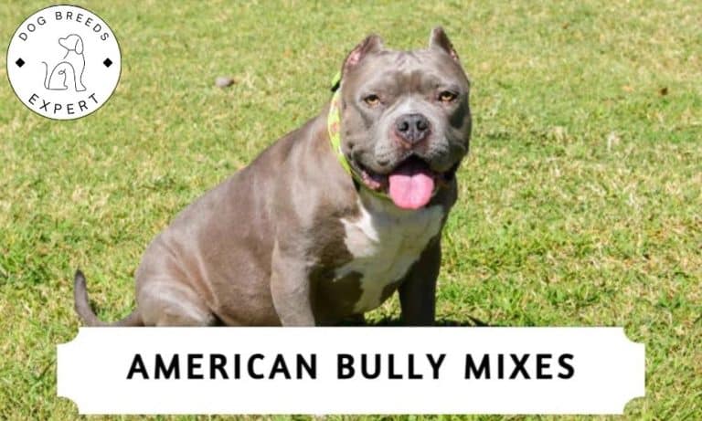Top 5 American Bully Mixes: Rare Breeds You’ve Got To Love