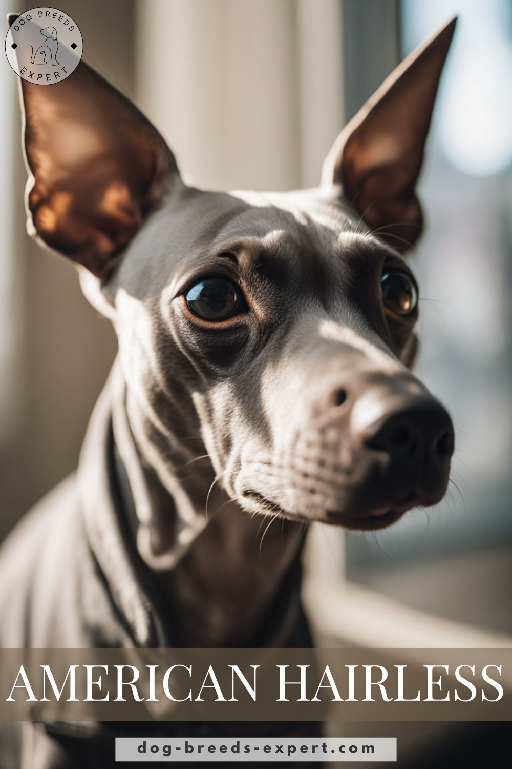 Miniature Dog Breeds - List of 76 Small Dogs That You'll Love