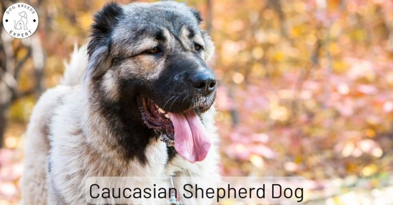 Caucasian Shepherd Dog - Breed Information and Details