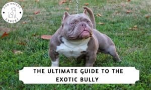 The Exotic Bully - The Ultimate Guide to the Exotics
