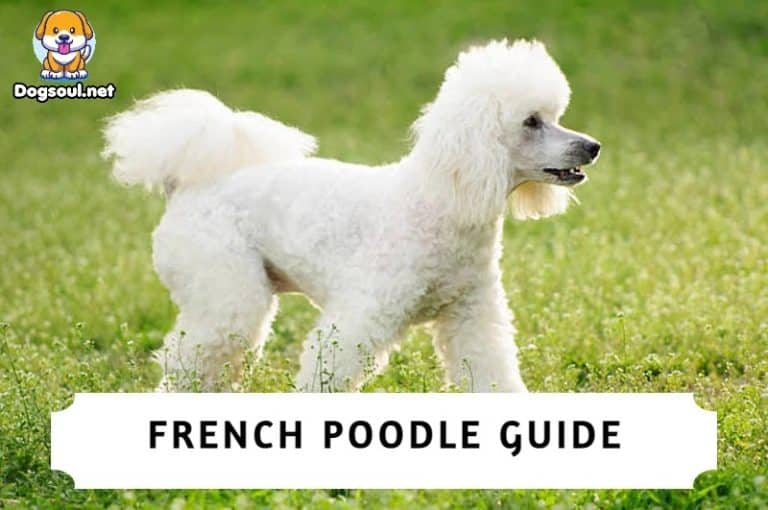 French Poodle: Everything You Need To Know (With Pictures)