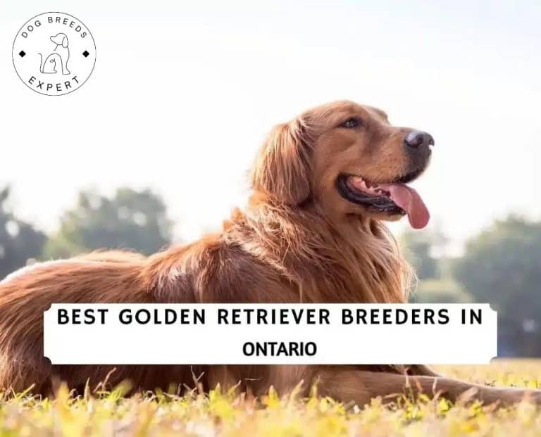 The 10 Best Golden Retriever Breeders in Ontario (2025)