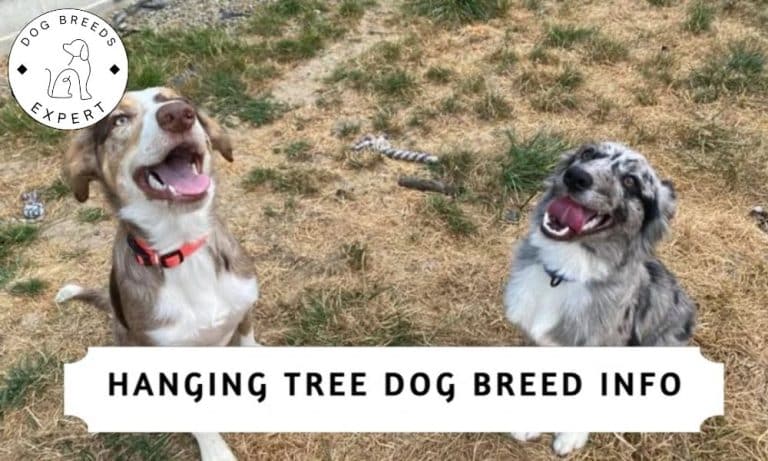 Hanging Tree Dog Breed Info: The Most Versatile Dog Breed