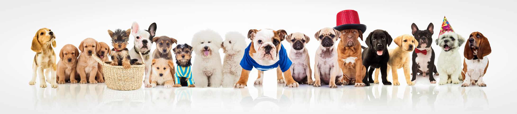 Welcome to Dog Breeds Expert - Dog Breeds Expert