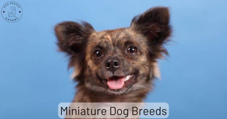 Miniature Dog Breeds - List of 76 Small Dogs That You'll Love