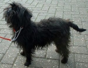The Affenpinscher Dog Breed - Everything About the Monkey Dog!