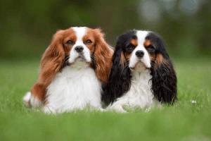 Miniature Dog Breeds - List of 76 Small Dogs That You'll Love