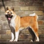 The American Akita Dog Breed - Full Information and Advice