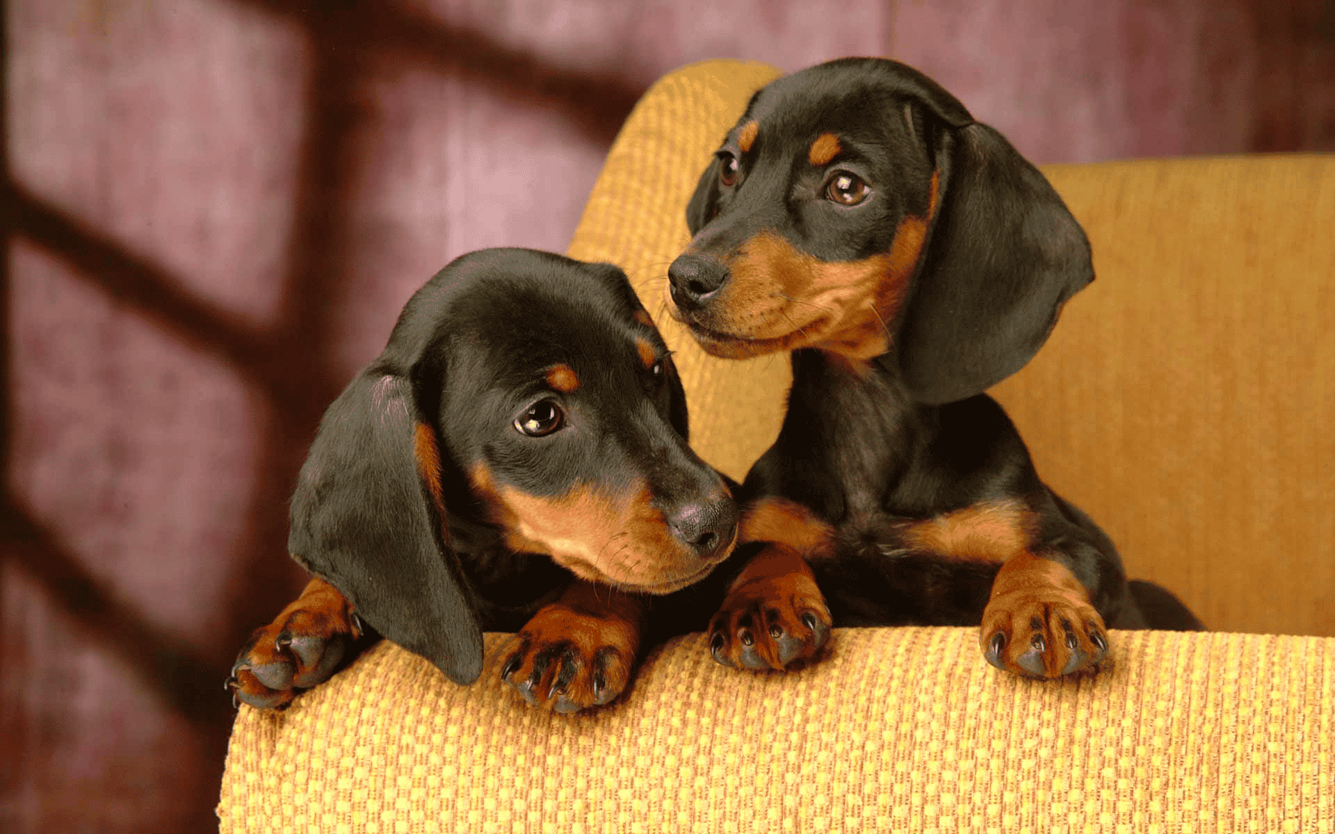 The Dachshund Dog Breed - Discover the 6 Different Varieties!