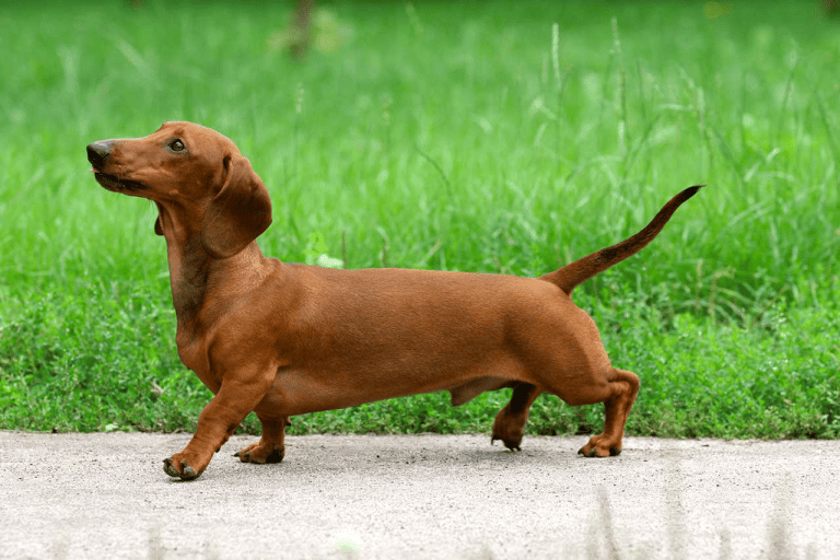 The Dachshund Dog Breed - Discover the 6 Different Varieties!
