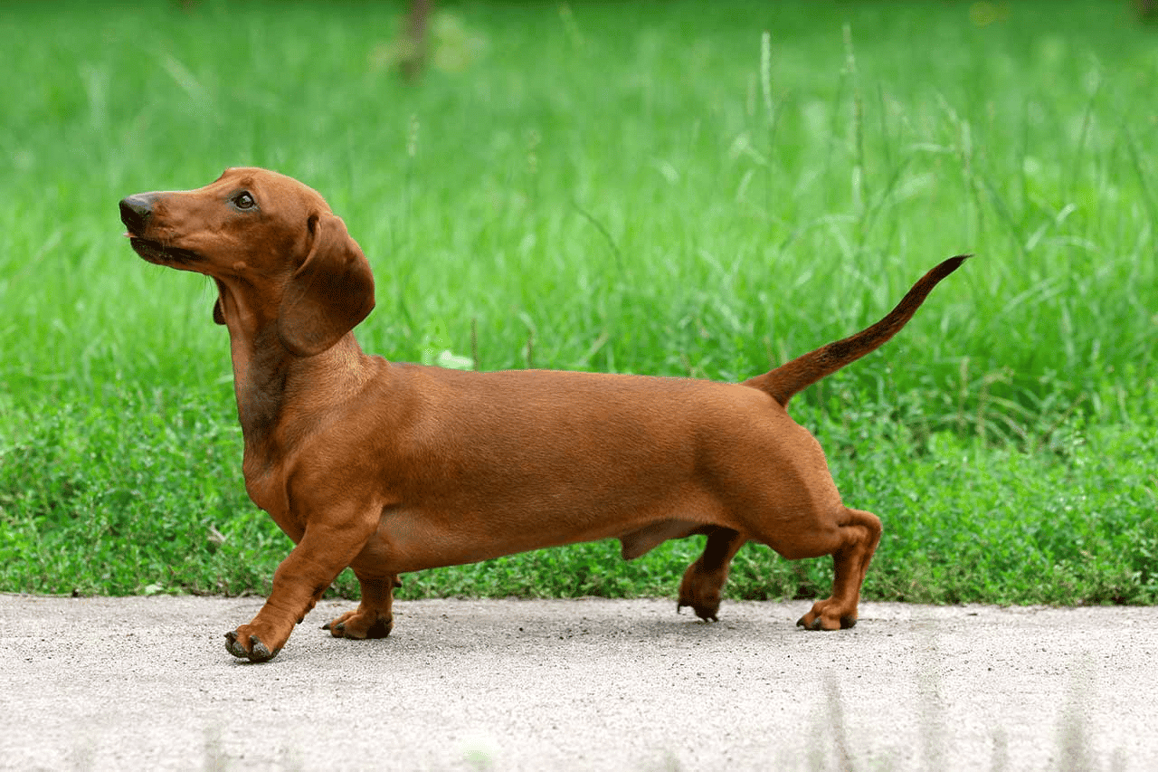 The Dachshund Dog Breed - Discover the 6 Different Varieties!