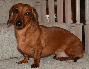 The Dachshund Dog Breed - Discover the 6 Different Varieties!