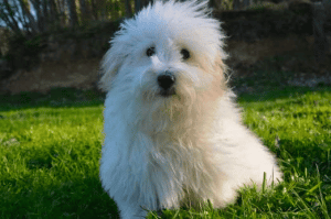 Miniature Dog Breeds - List of 76 Small Dogs That You'll Love