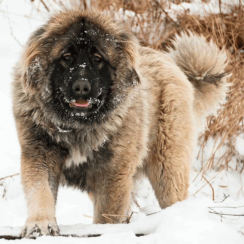 Caucasian Shepherd Dog Breed Information And Details Caucasian Shepherd Dog Breed Information And Details