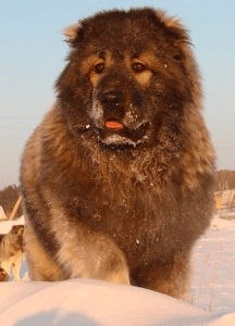 Caucasian Shepherd Dog - Breed Information and Details