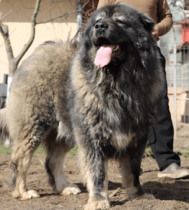 Caucasian Shepherd Dog - Breed Information and Details