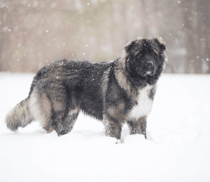 Caucasian Shepherd Dog - Breed Information and Details