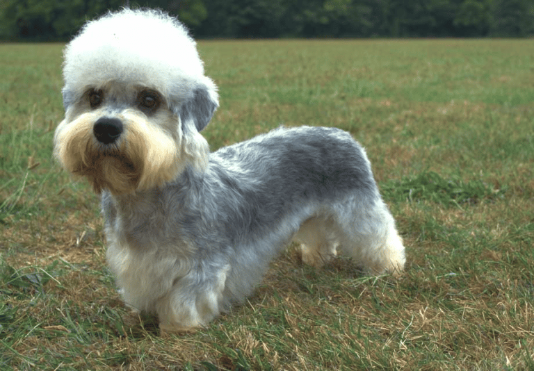Miniature Dog Breeds - List of 76 Small Dogs That You'll Love