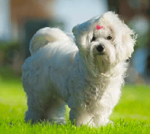 Miniature Dog Breeds - List of 76 Small Dogs That You'll Love