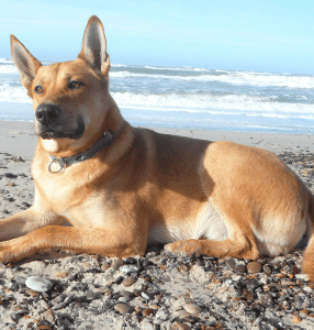 American Dingo - Carolina Dog