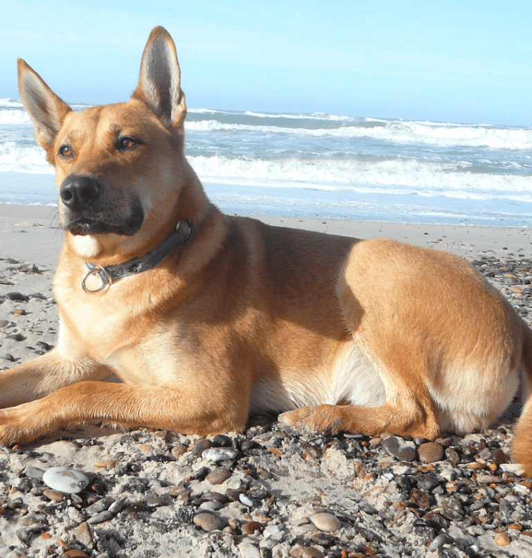 American Dingo - Carolina Dog