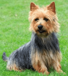 Dog Breeds A To Z - Discover 34 dog breeds starting with A