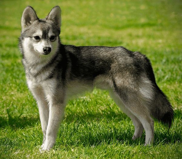 Dog Breeds A To Z - Discover 34 dog breeds starting with A
