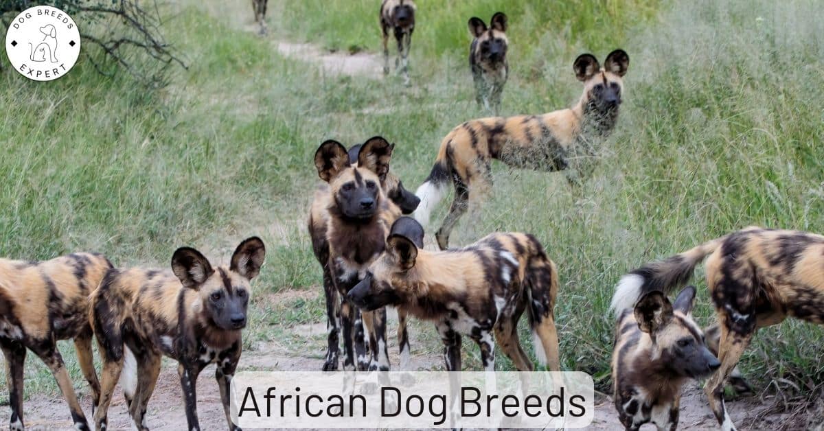 What Breeds Of Dogs Were Imported To Africa