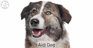 The Aidi Dog Breed - The dog from the Atlas Mountains