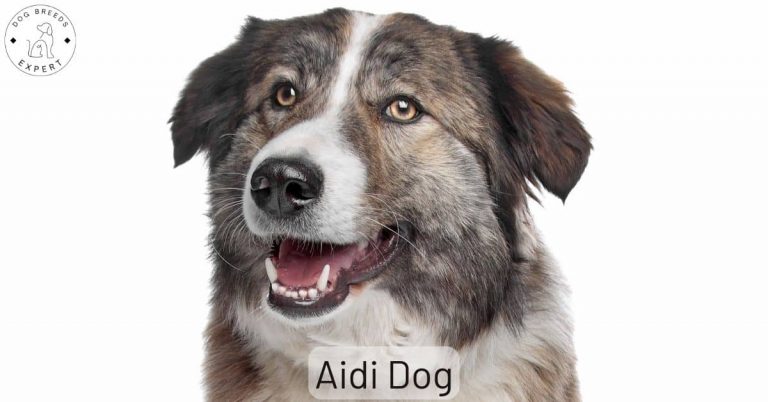 The Aidi Dog Breed - The dog from the Atlas Mountains