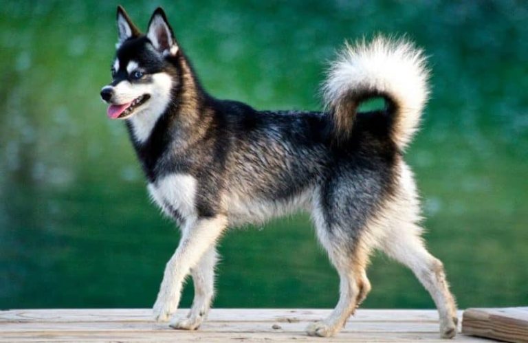 The Spitz Dogs Include Arctic, Alaskan And Russian Breeds