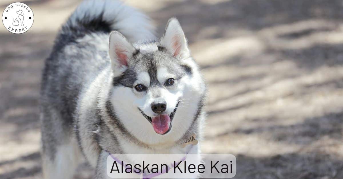 The Rafeiro Do Alentejo Dog Breed - The Portuguese Mastiff