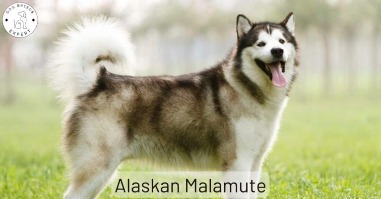 Alaskan Malamute Dog Breed; Information and Pictures