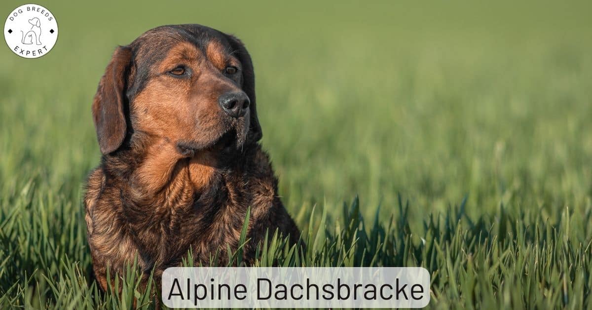 The Alpine Dachsbracke dog breed from Austria
